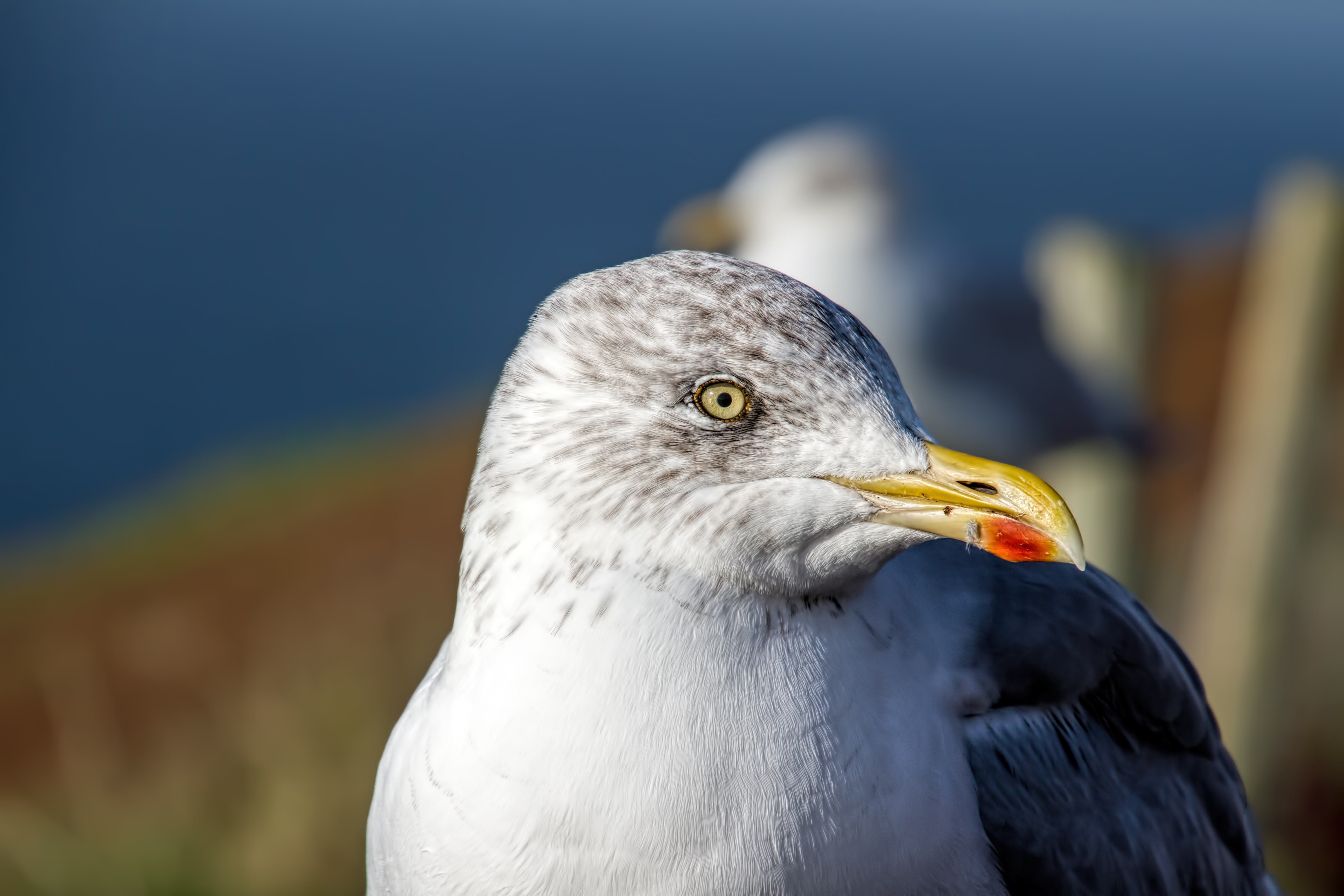Watchful Eye | Shutterbug Watchful Eye | Shutterbug